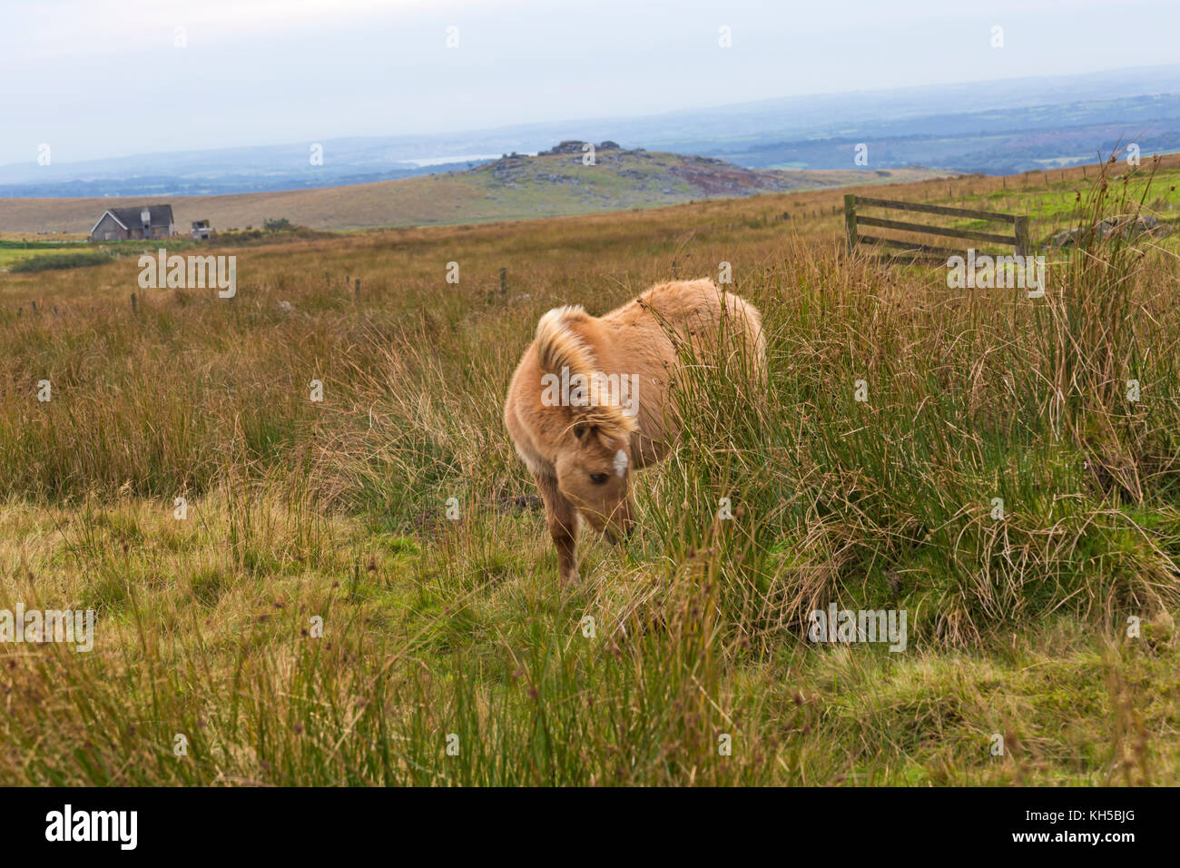 Great mis tor dartmoor hi-res stock photography and images - Alamy