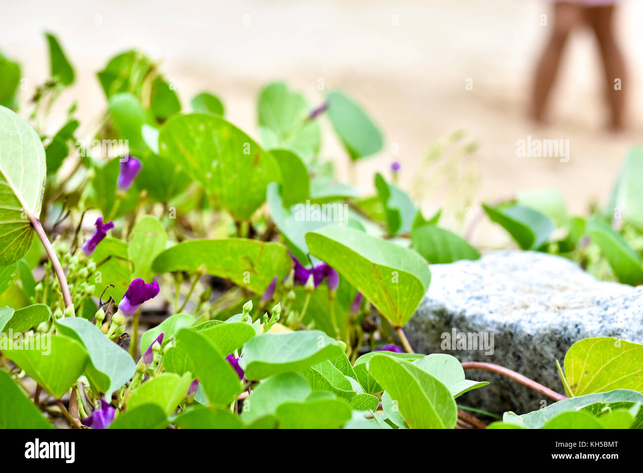 Purple flower by the sea Stock Photo - Alamy