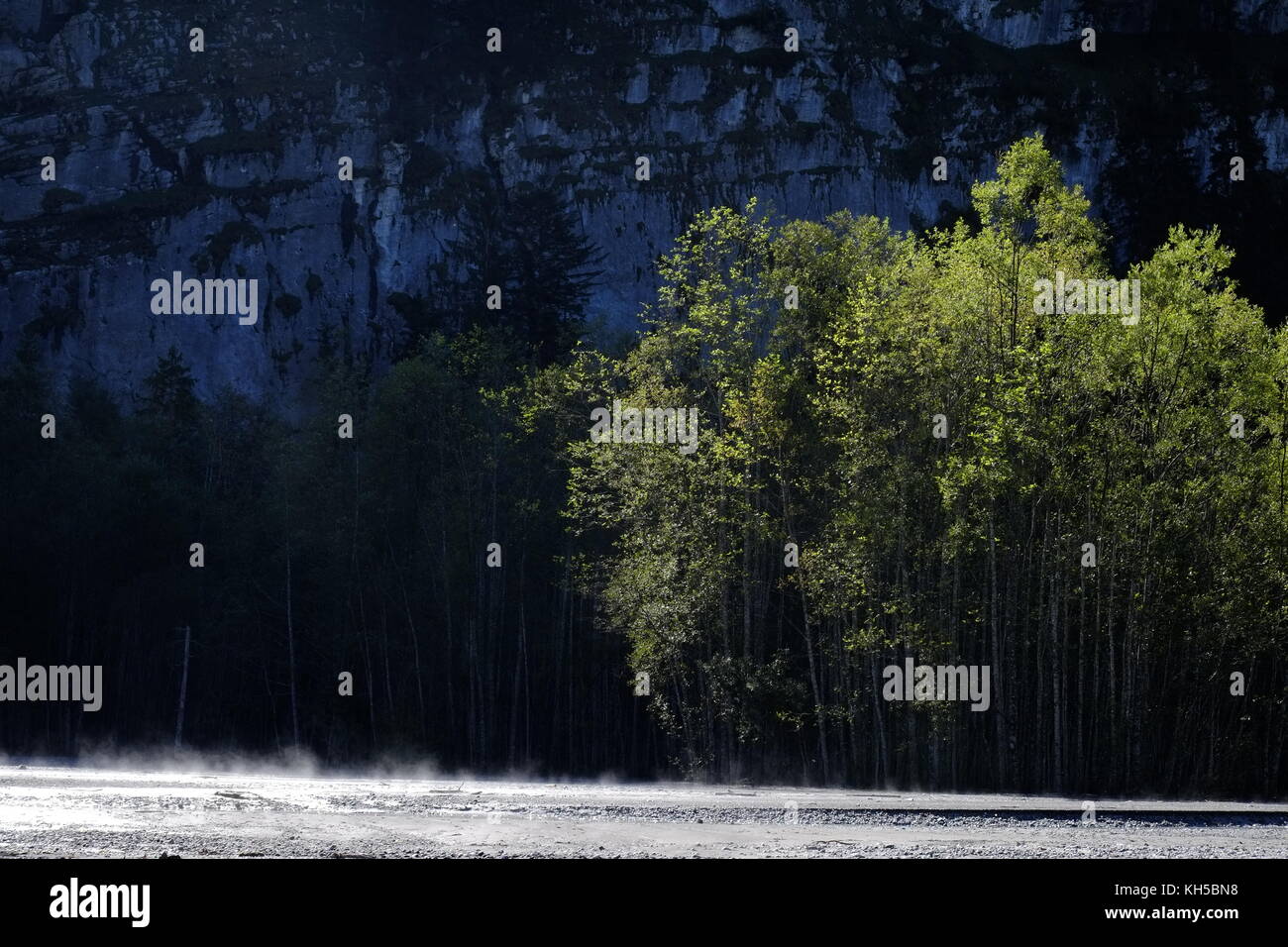 Small forest in a valley Stock Photo - Alamy