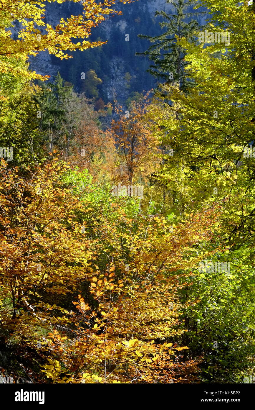 Autumn foliage in the Swiss forest Stock Photo - Alamy