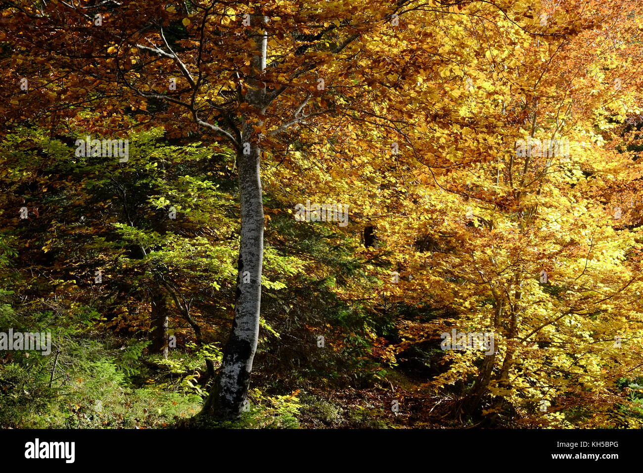 Autumn foliage in the Swiss forest Stock Photo - Alamy