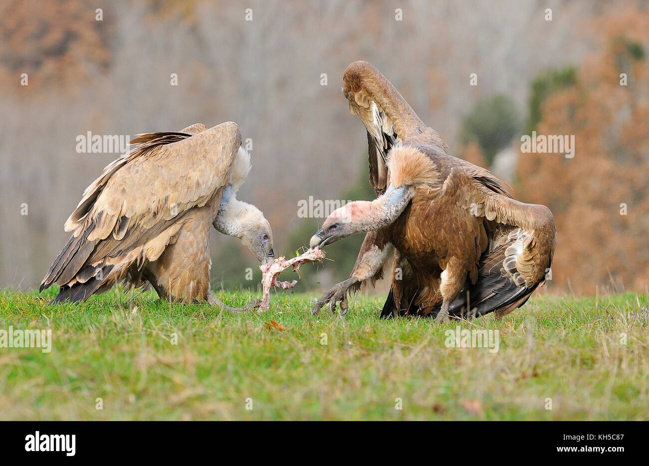 Two griffon vultures fighting over carrion in the meadow Stock Photo ...