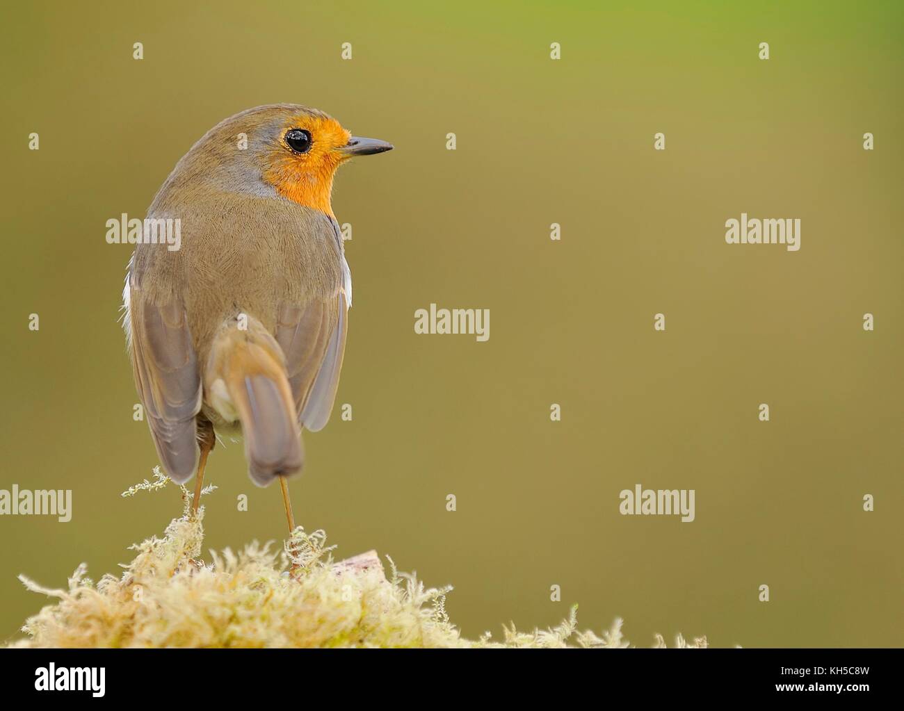 Small robin on fern against of green background Stock Photo - Alamy