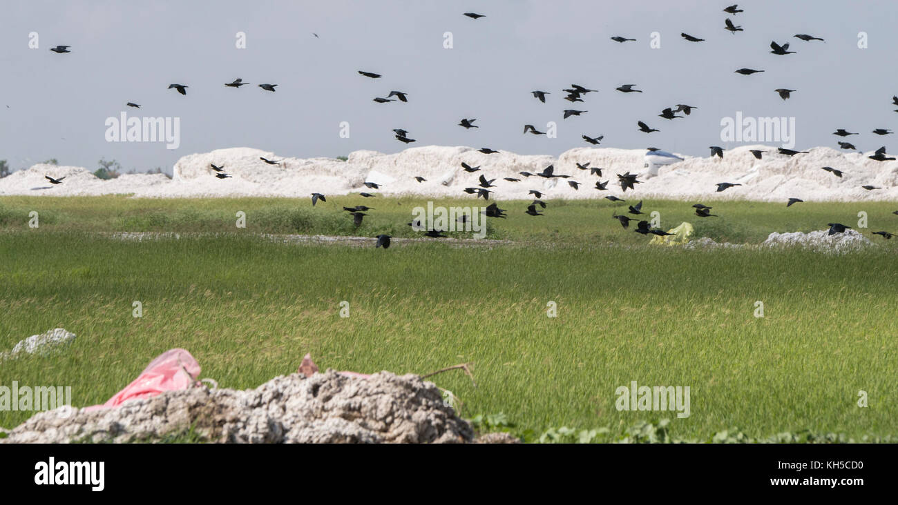 U.S. Department of Agriculture disaster response efforts, and evidence ...