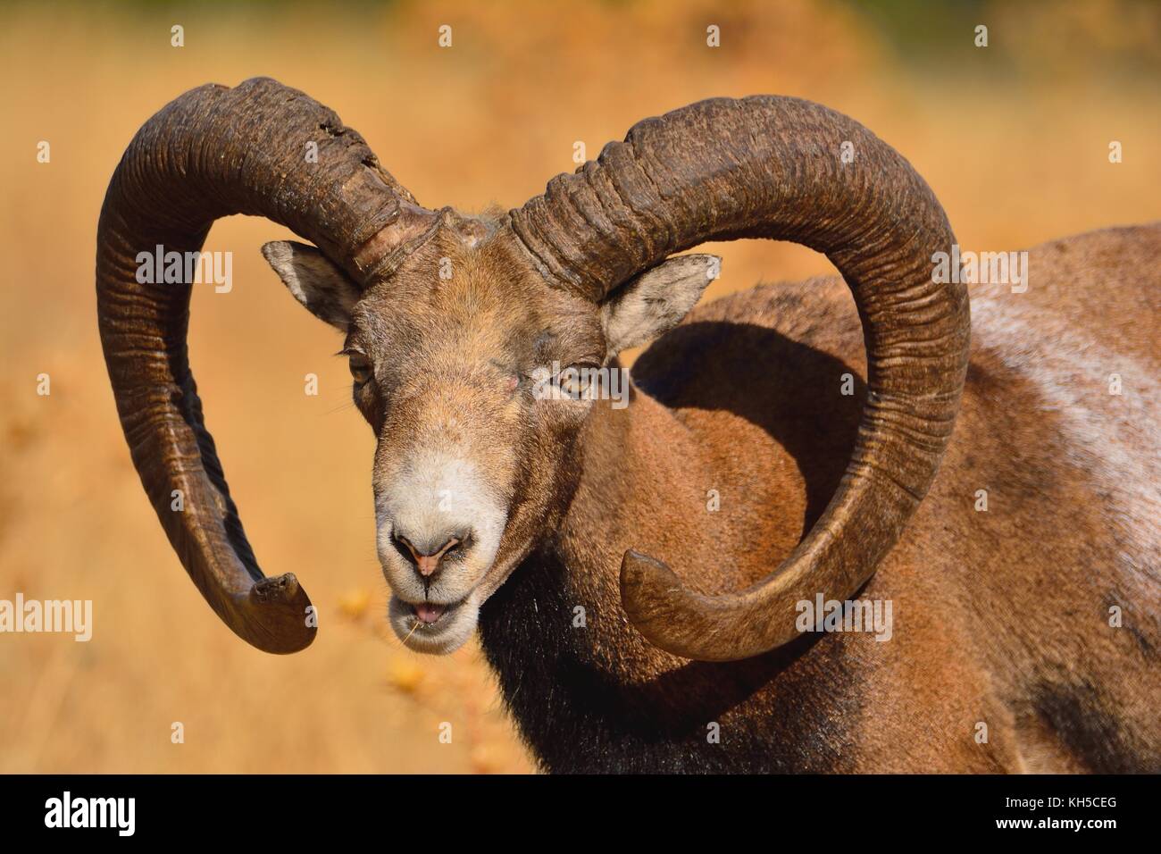 Mouflon sheep portrait hi-res stock photography and images - Alamy