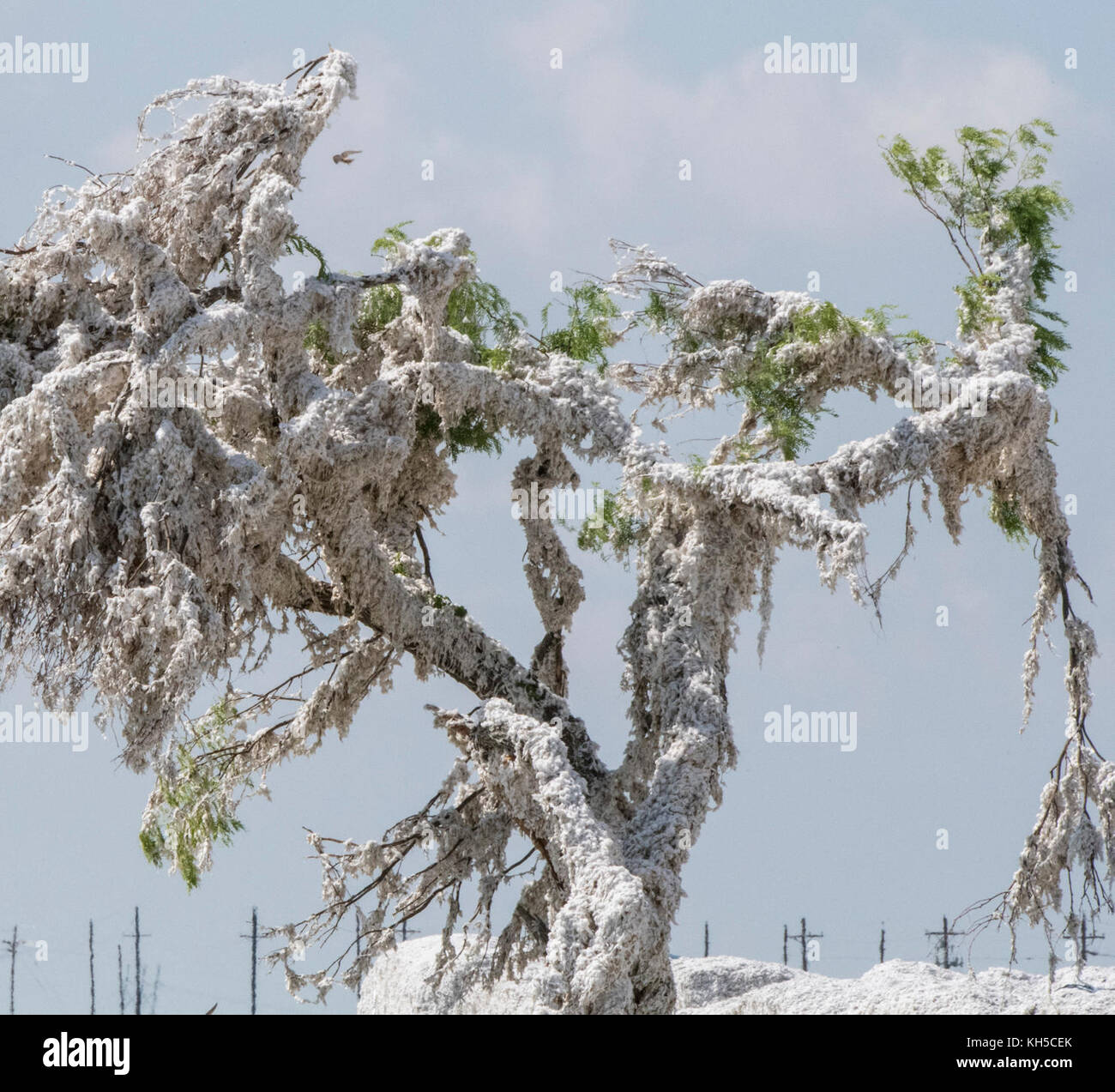 U.S. Department of Agriculture disaster response efforts, and evidence ...