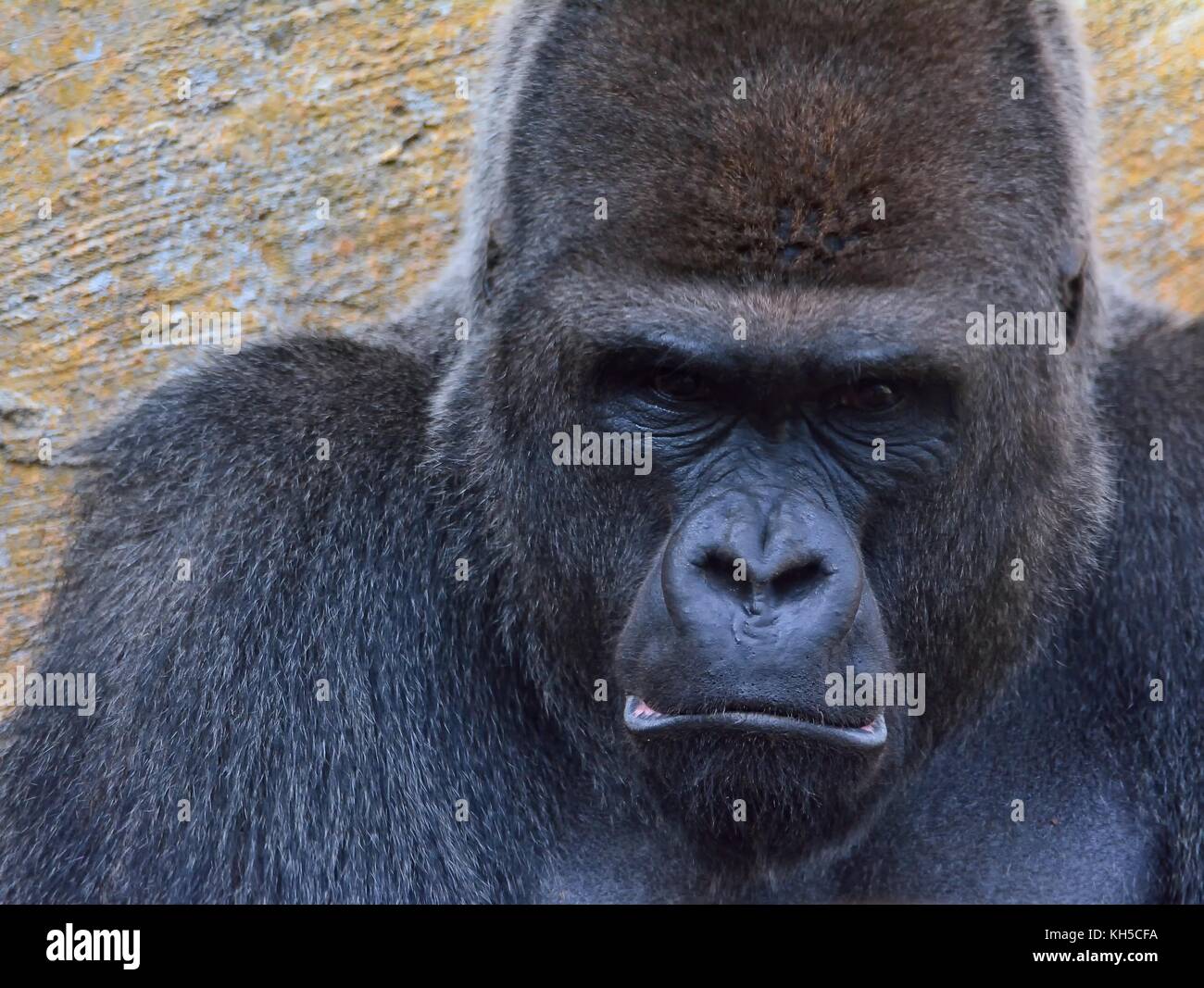 Gorilla Face Up Close High Resolution Stock Photography and Images - Alamy