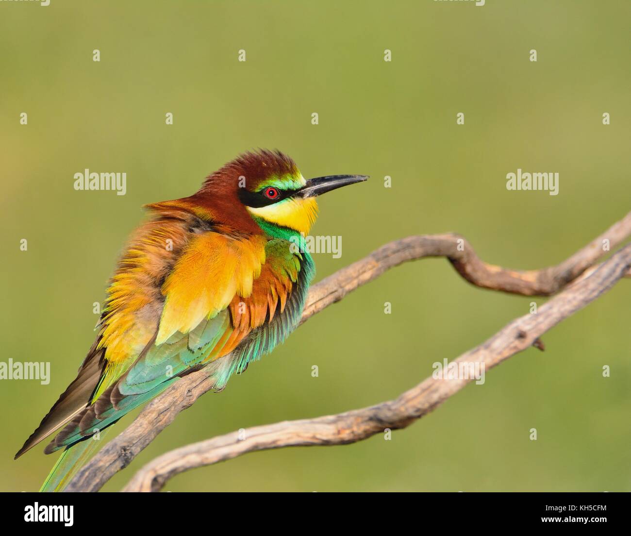 Colorful bright bee-eater on tree branch against of green background ...