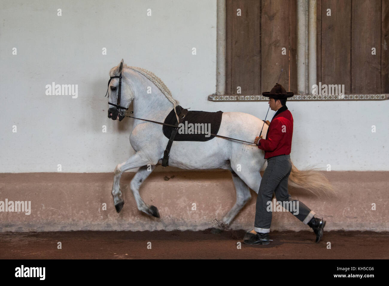 Horse trainer in stable hi-res stock photography and images - Alamy