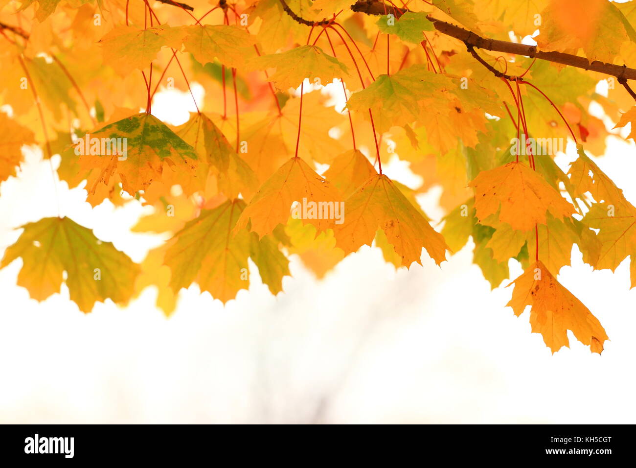 Golden autumn leaves on maple tree Stock Photo - Alamy