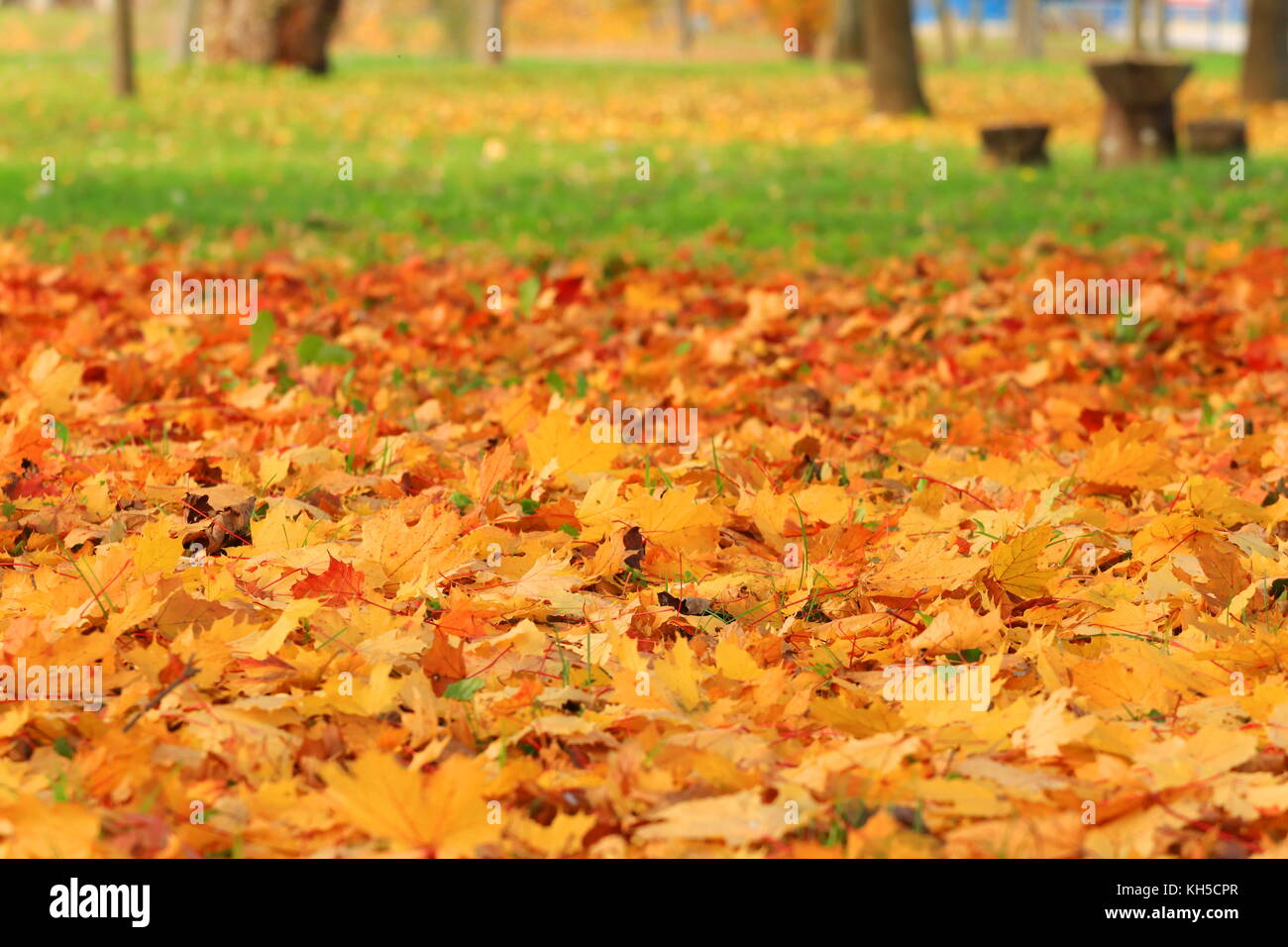 Golden fall leaves on ground Stock Photo - Alamy
