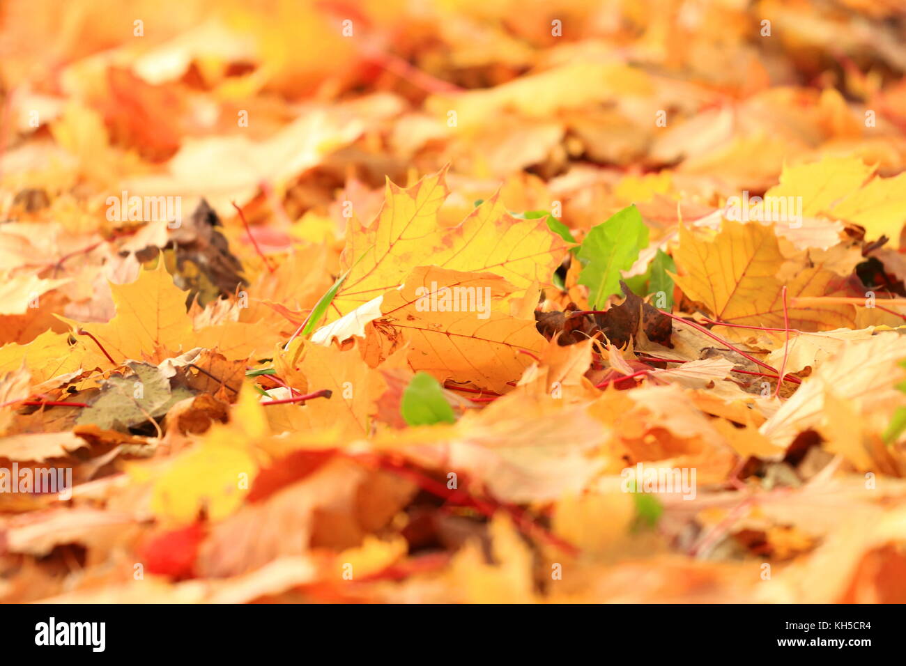 Golden fall leaves on ground Stock Photo - Alamy