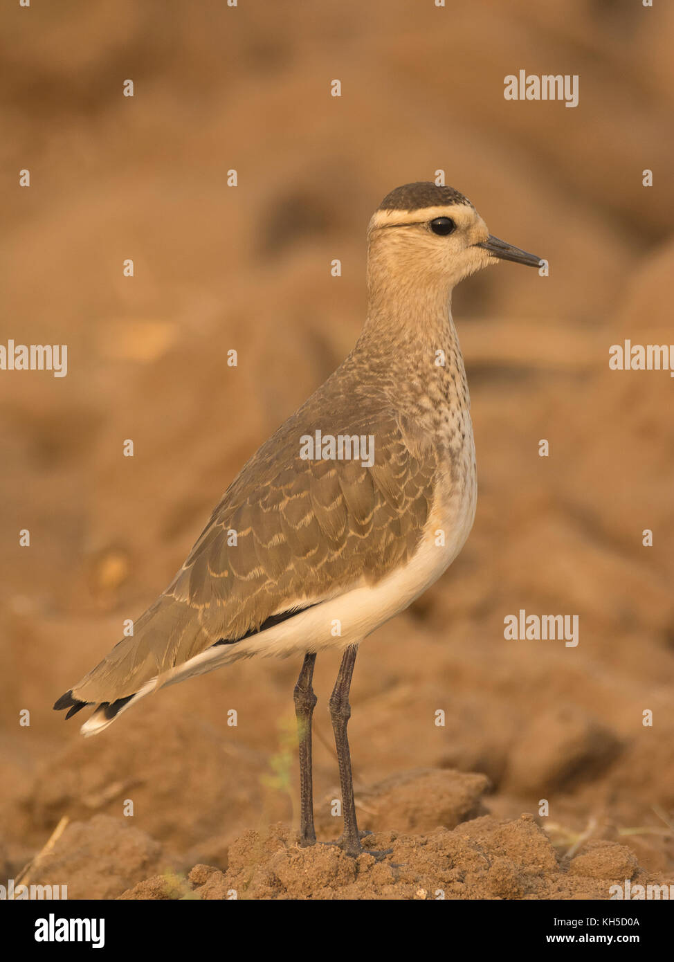 sociable lapwing or sociable plover (Vanellus gregarius) Gujarat, India ...