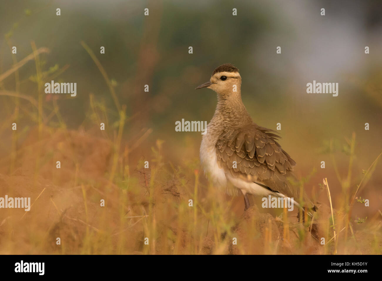 Sociable lapwing india hi-res stock photography and images - Alamy