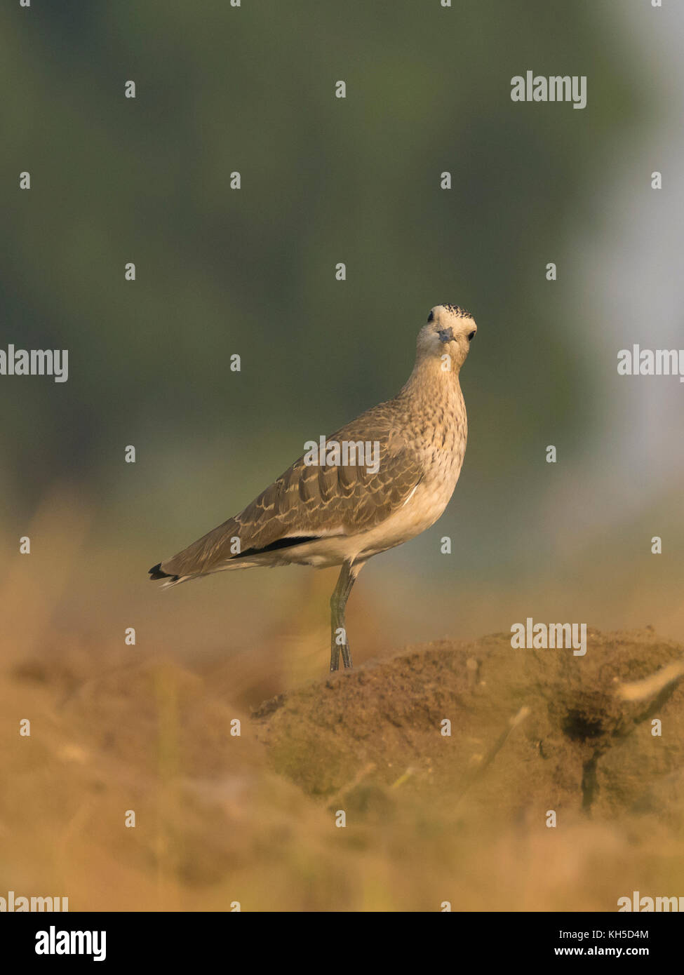 Vanellus Gregarius High Resolution Stock Photography and Images - Alamy