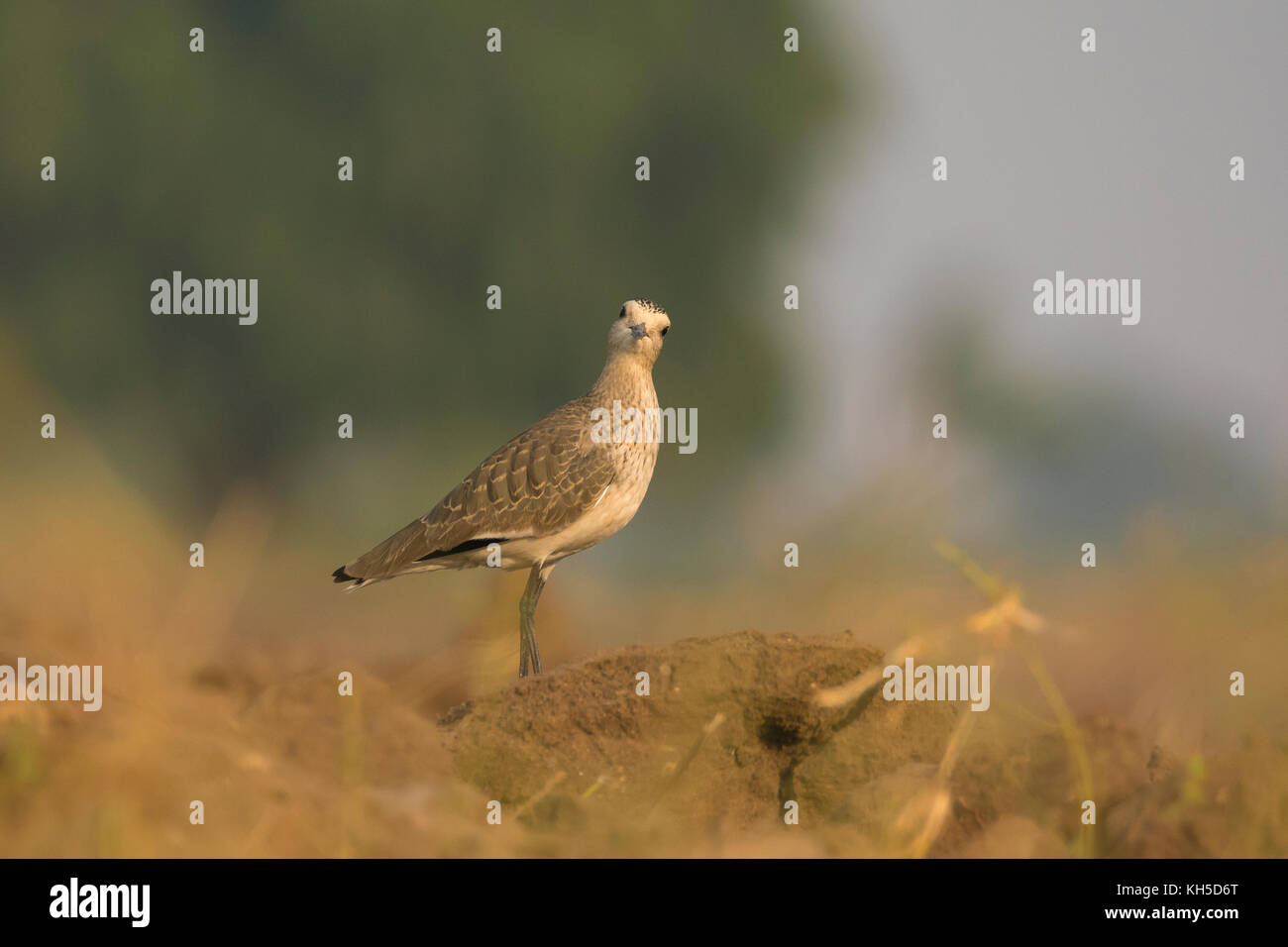 Sociable lapwing india hi-res stock photography and images - Alamy