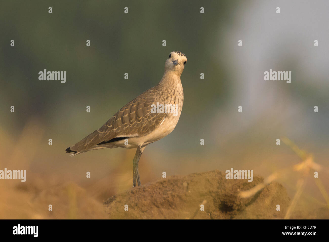 Vanellus gregarius hi-res stock photography and images - Alamy