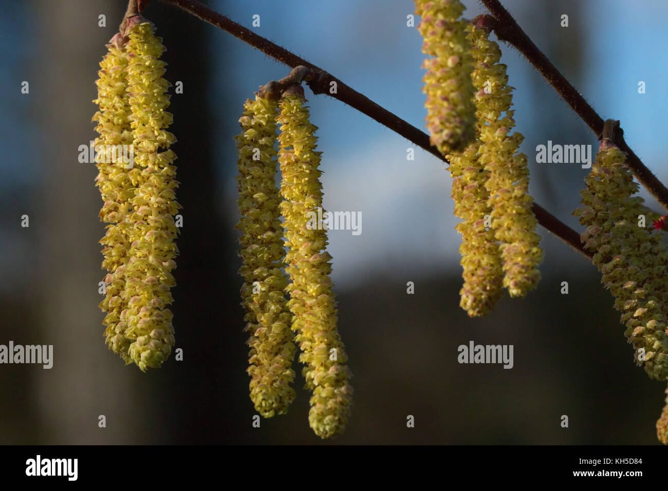 Drooping catkin hi-res stock photography and images - Alamy