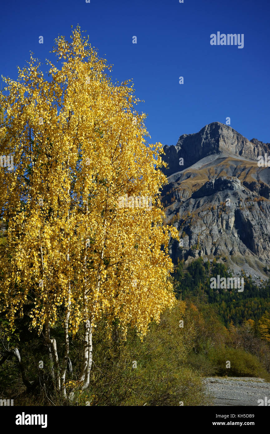 Fall birch tree hi-res stock photography and images - Alamy