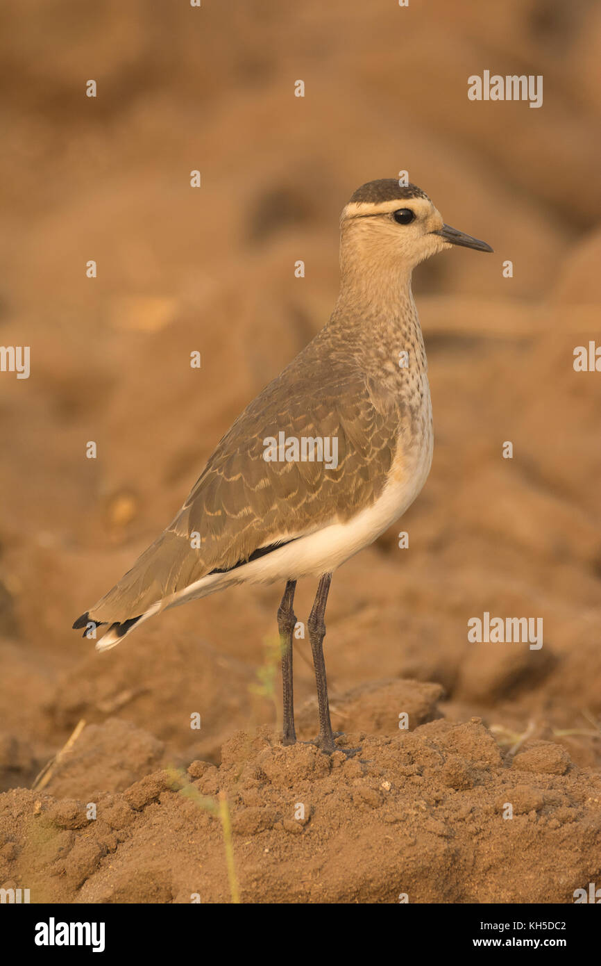 Sociable Lapwing
