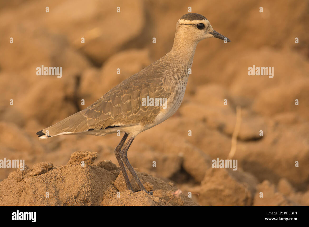 Endangered migratory birds hi-res stock photography and images - Alamy