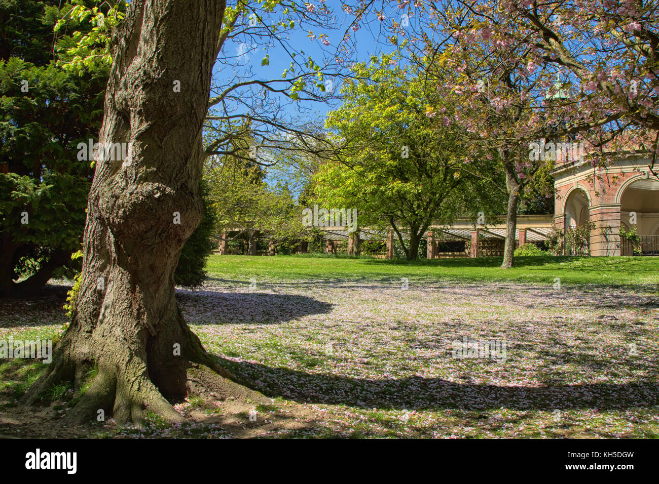 Pink Cherry Tree in The Valley Gardens,Harrogate,North Yorkshire ...