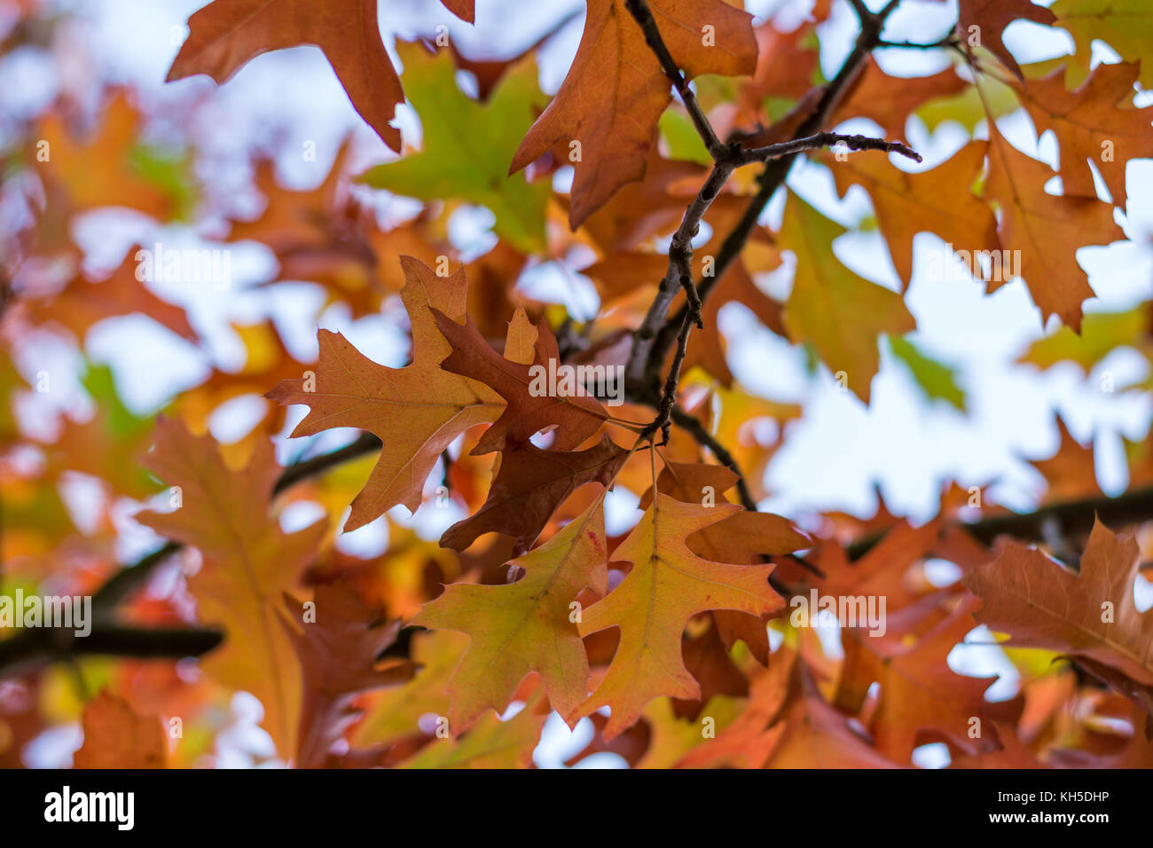 Colourful autumn leaves on a tree as seen from below Stock Photo - Alamy