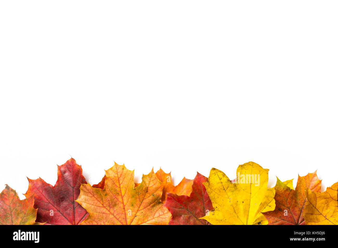 Line of autumn leaves at the bottom with a white background above Stock ...
