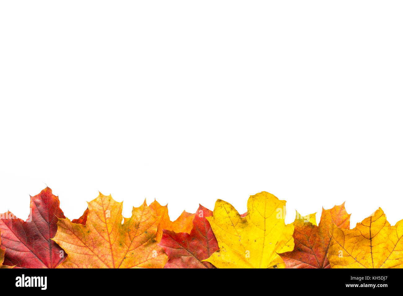 Line of autumn leaves at the bottom with a white background above Stock ...