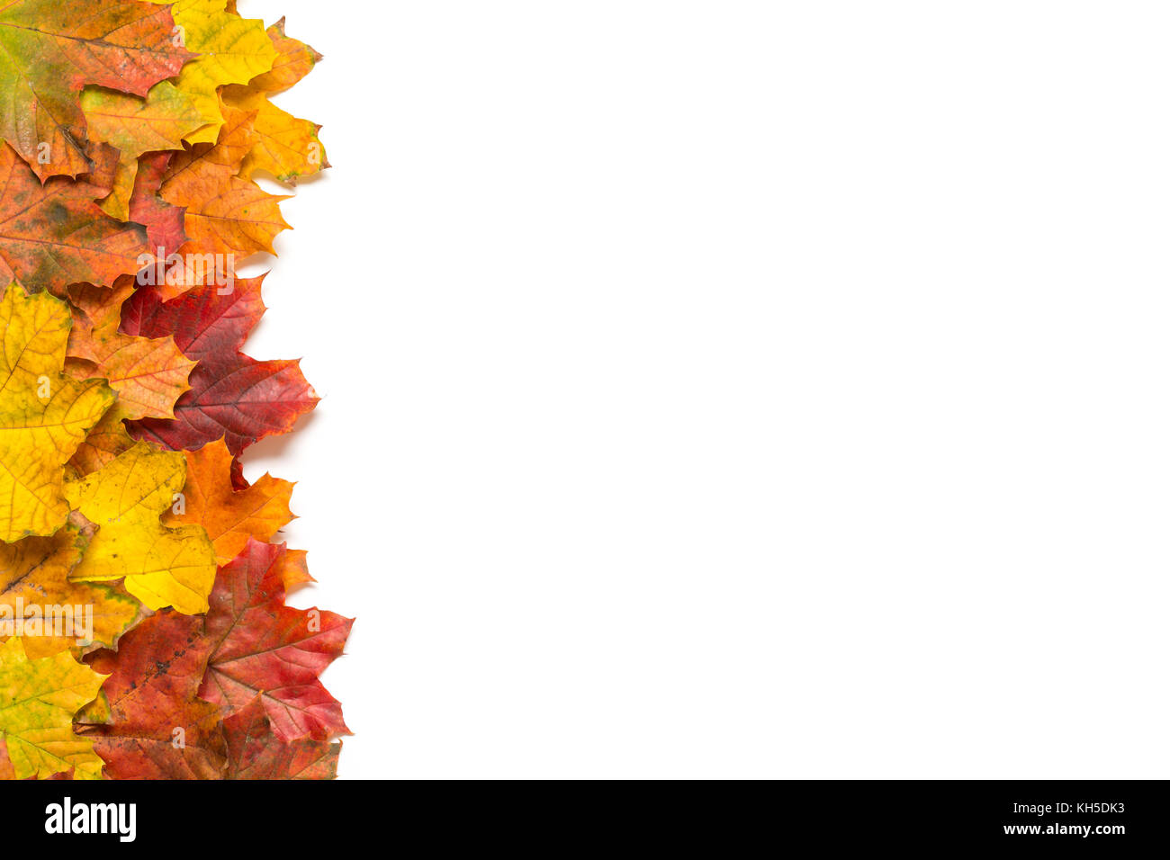 Line of autumn leaves on the left isolated on a white background Stock ...