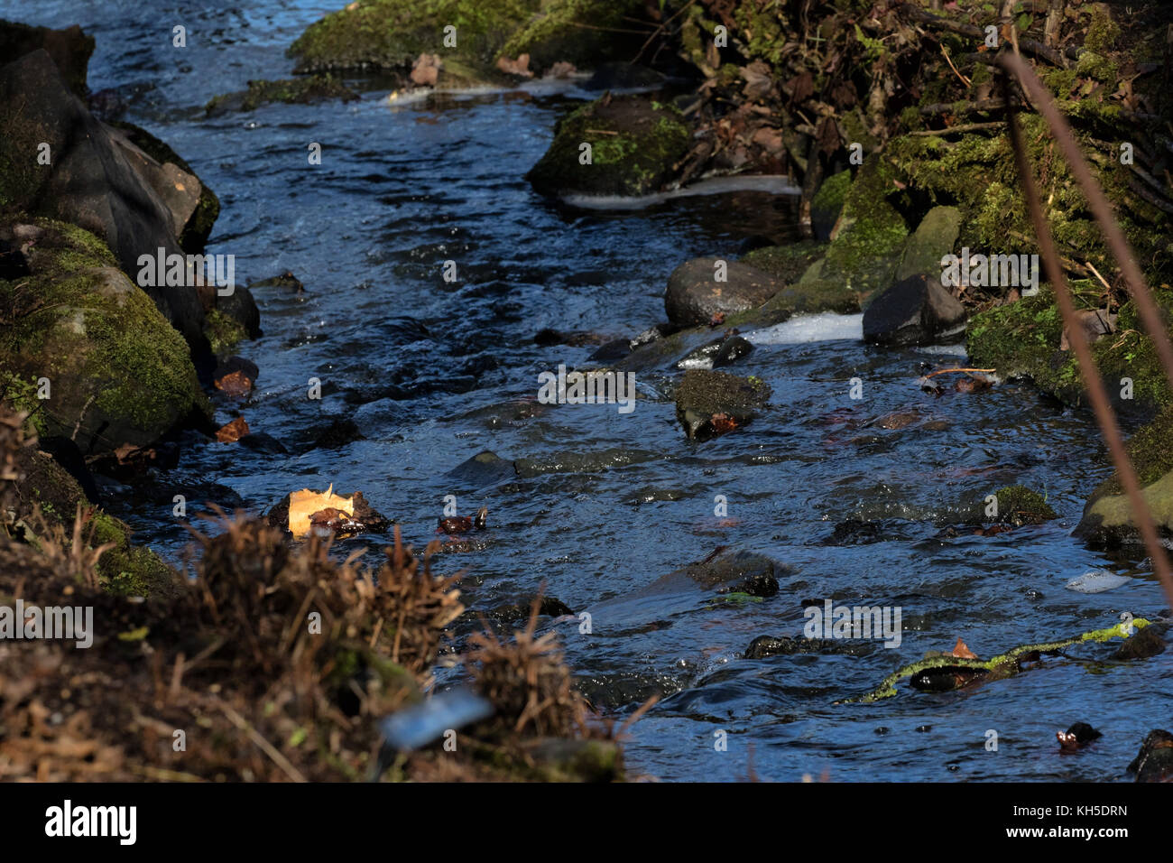 Shallow Stream in the grounds of RHS Gardens,Harlow Carr,Harrogate ...