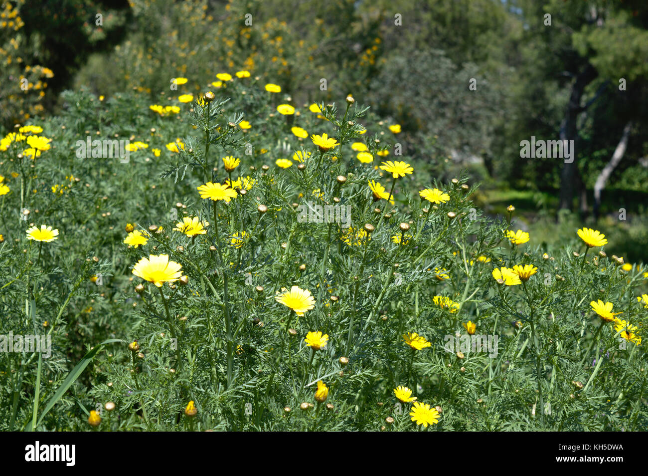 Eudicotidae hi-res stock photography and images - Alamy