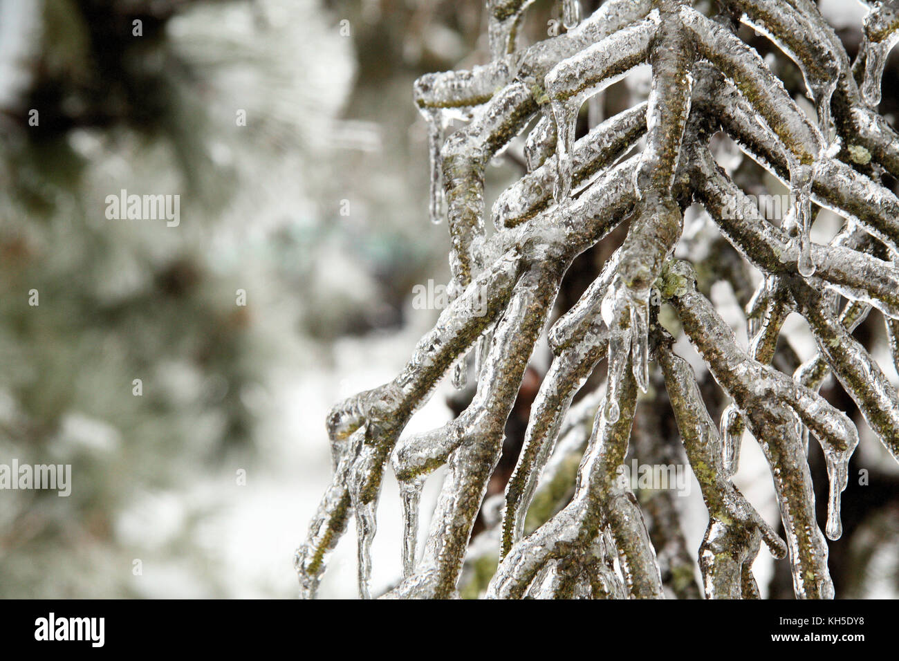 frozen tree branch Stock Photo - Alamy
