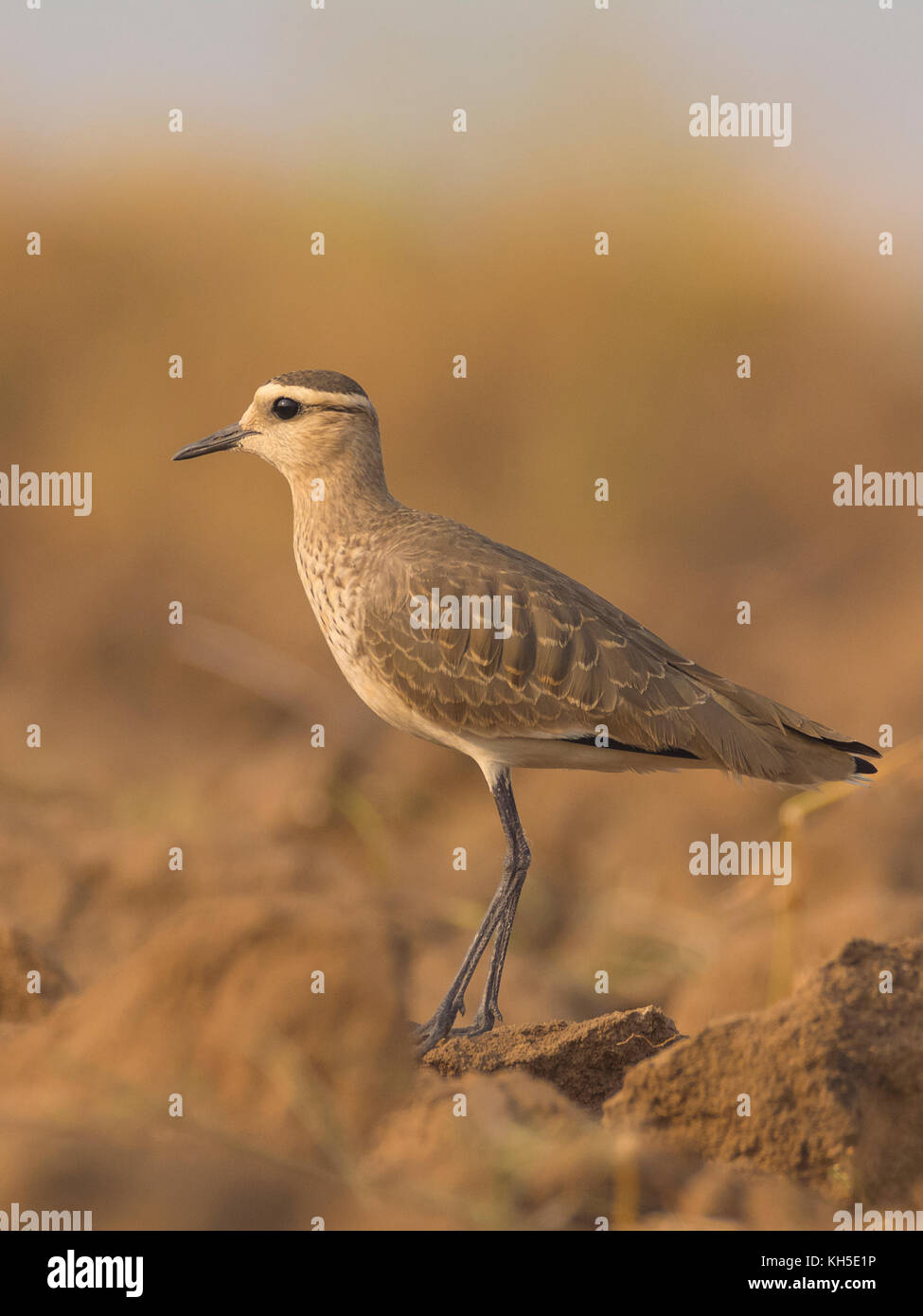Sociable lapwing vanellus gregarius hi-res stock photography and images ...