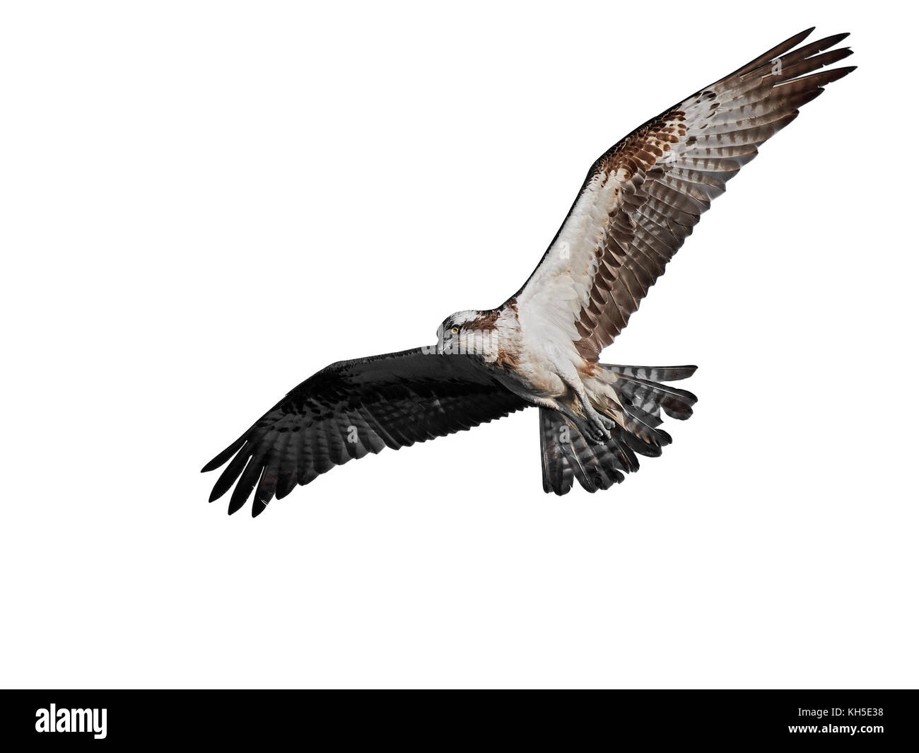 Osprey in flight isolated on a white background Stock Photo - Alamy