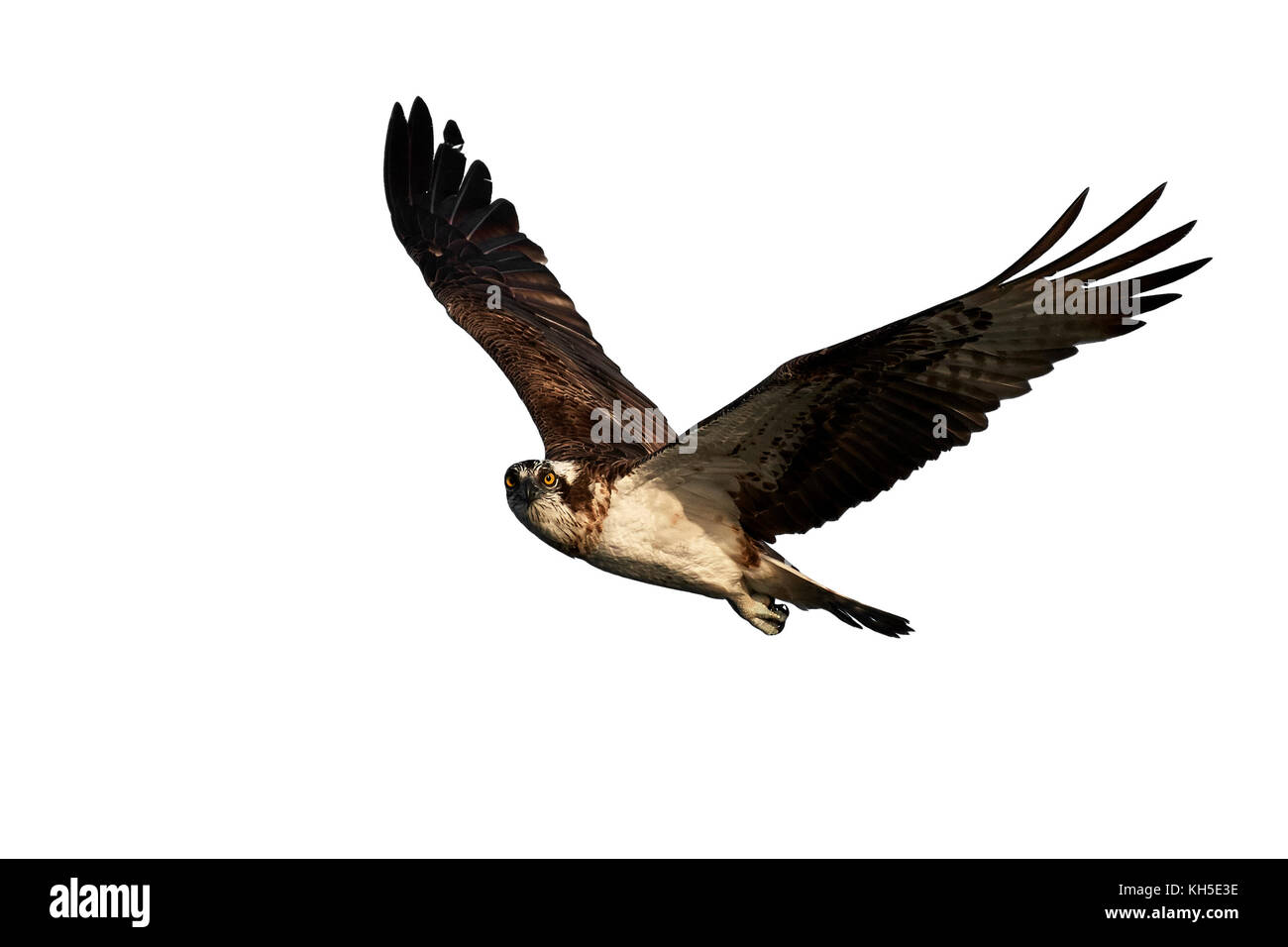Osprey in flight isolated on a white background Stock Photo - Alamy