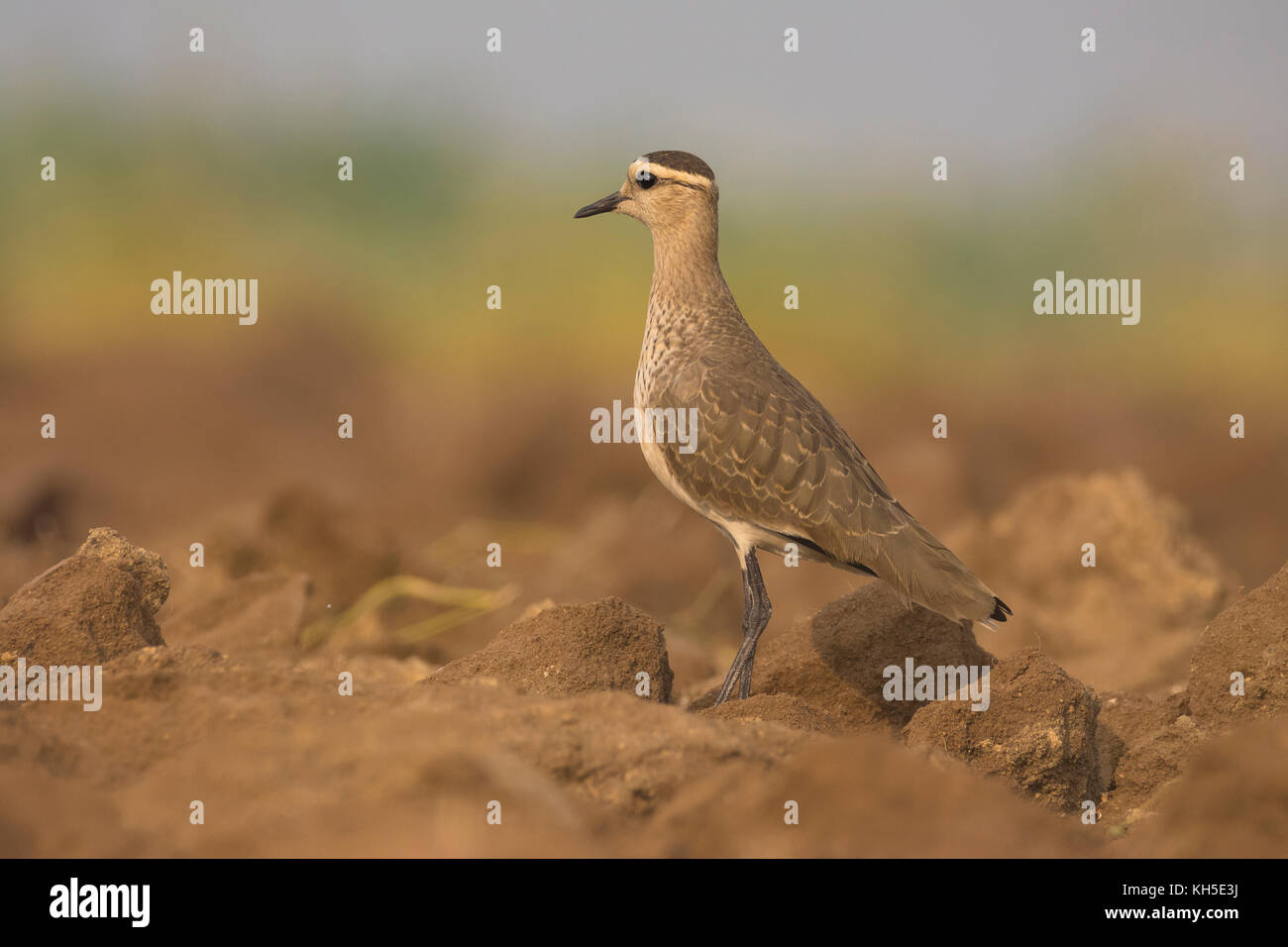 Sociable lapwing india hi-res stock photography and images - Alamy