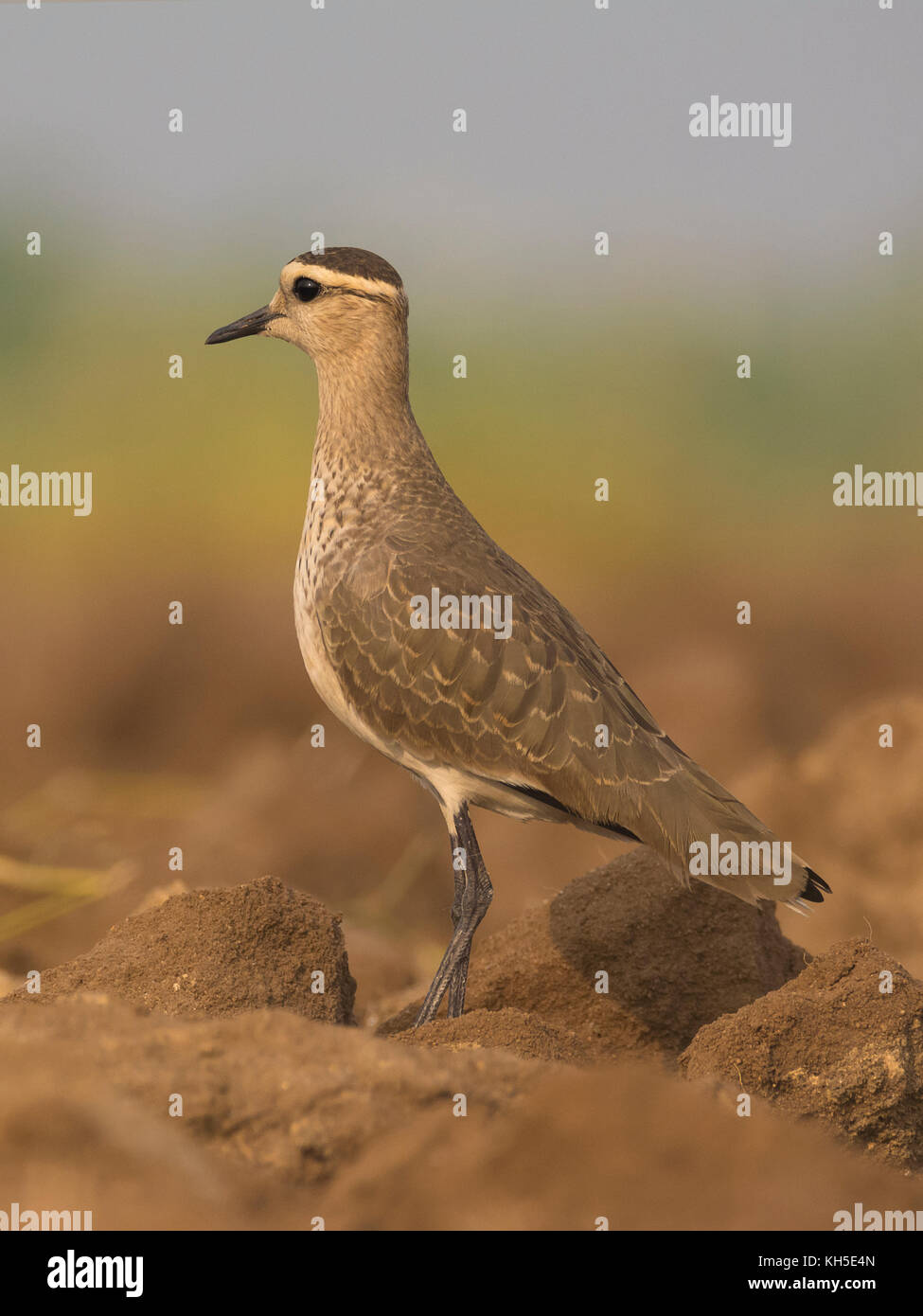 sociable lapwing or sociable plover (Vanellus gregarius) Gujarat, India ...