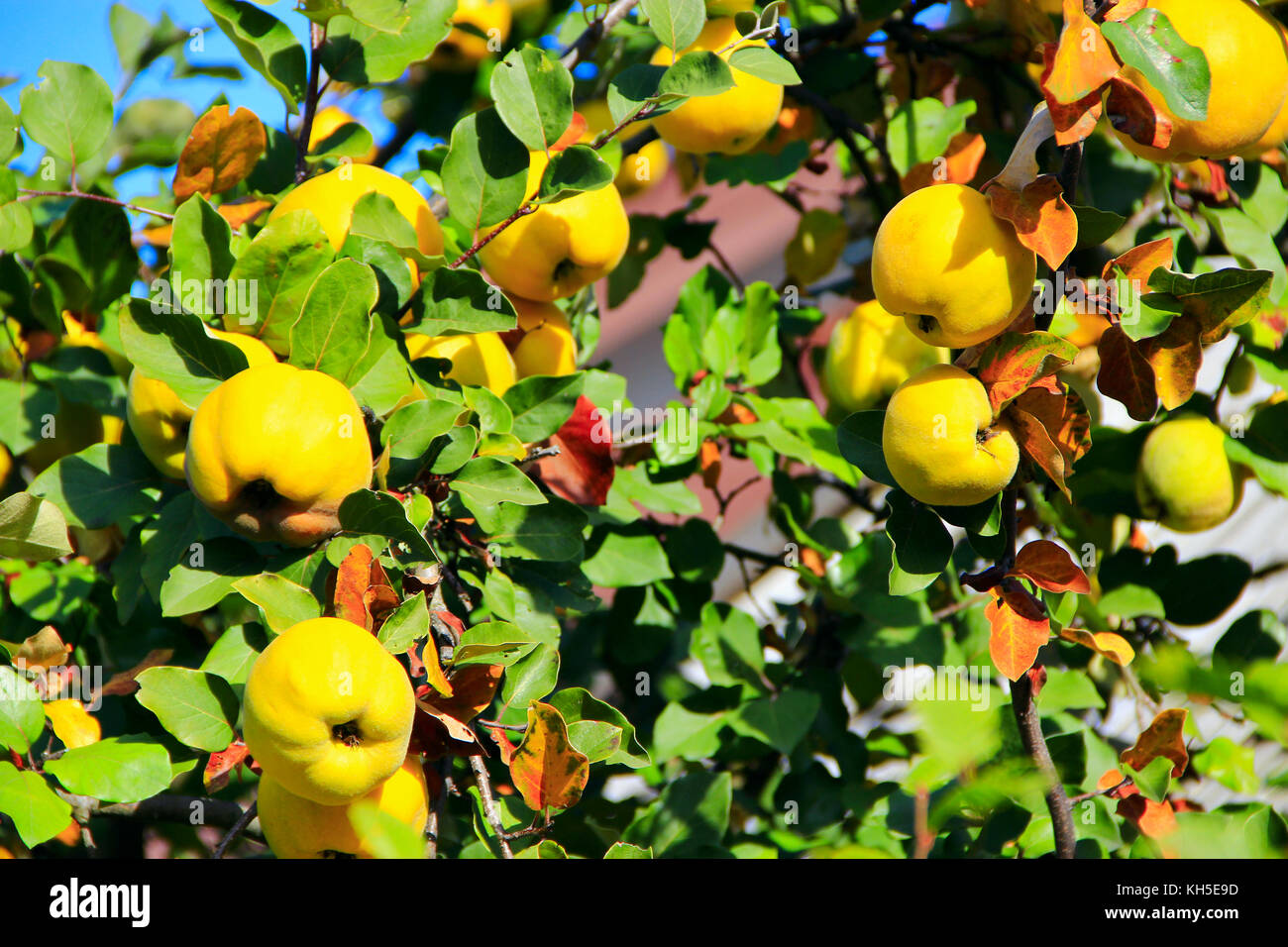 Ripe quince fruits hanging hi-res stock photography and images - Alamy