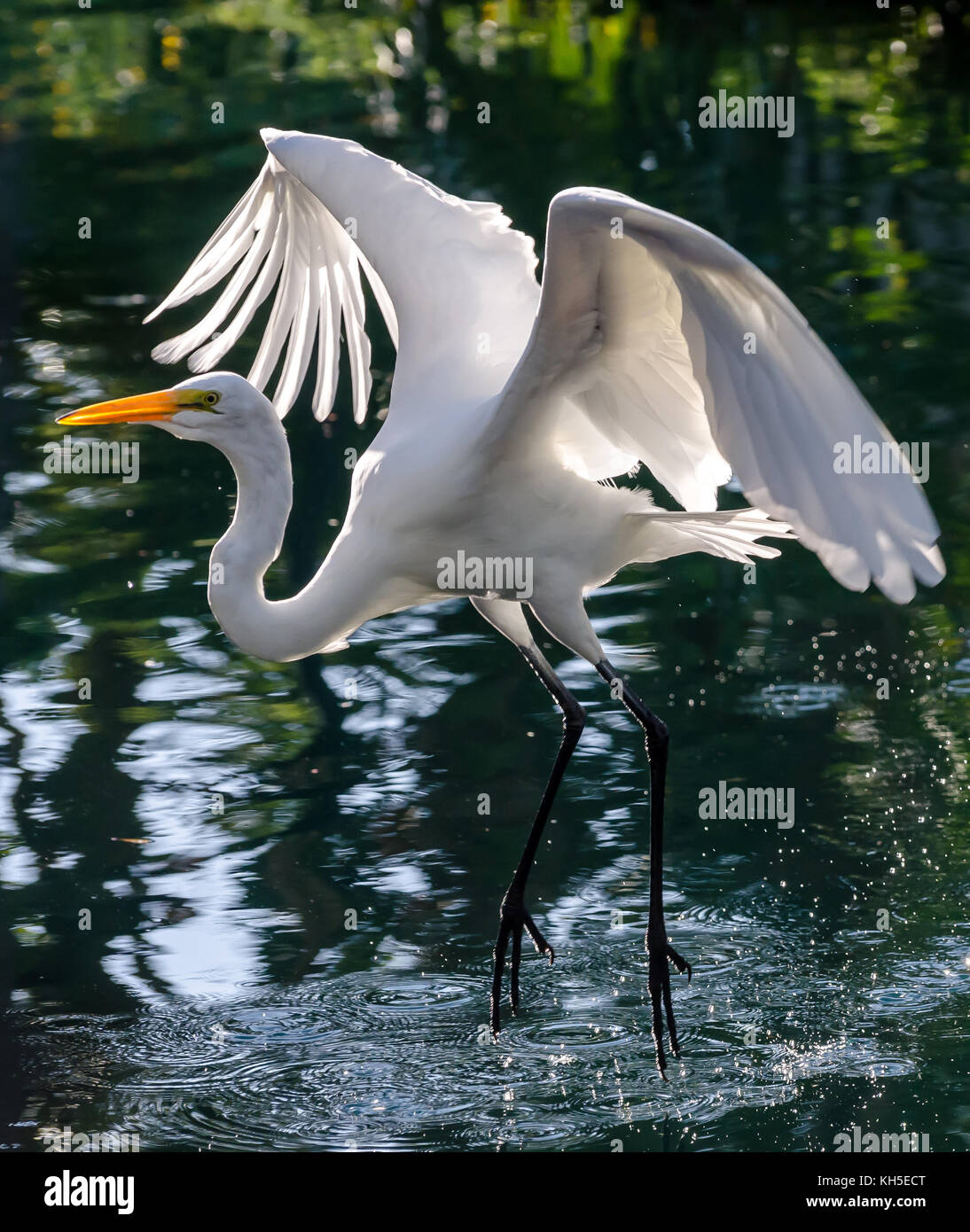 Serene flight hi-res stock photography and images - Alamy