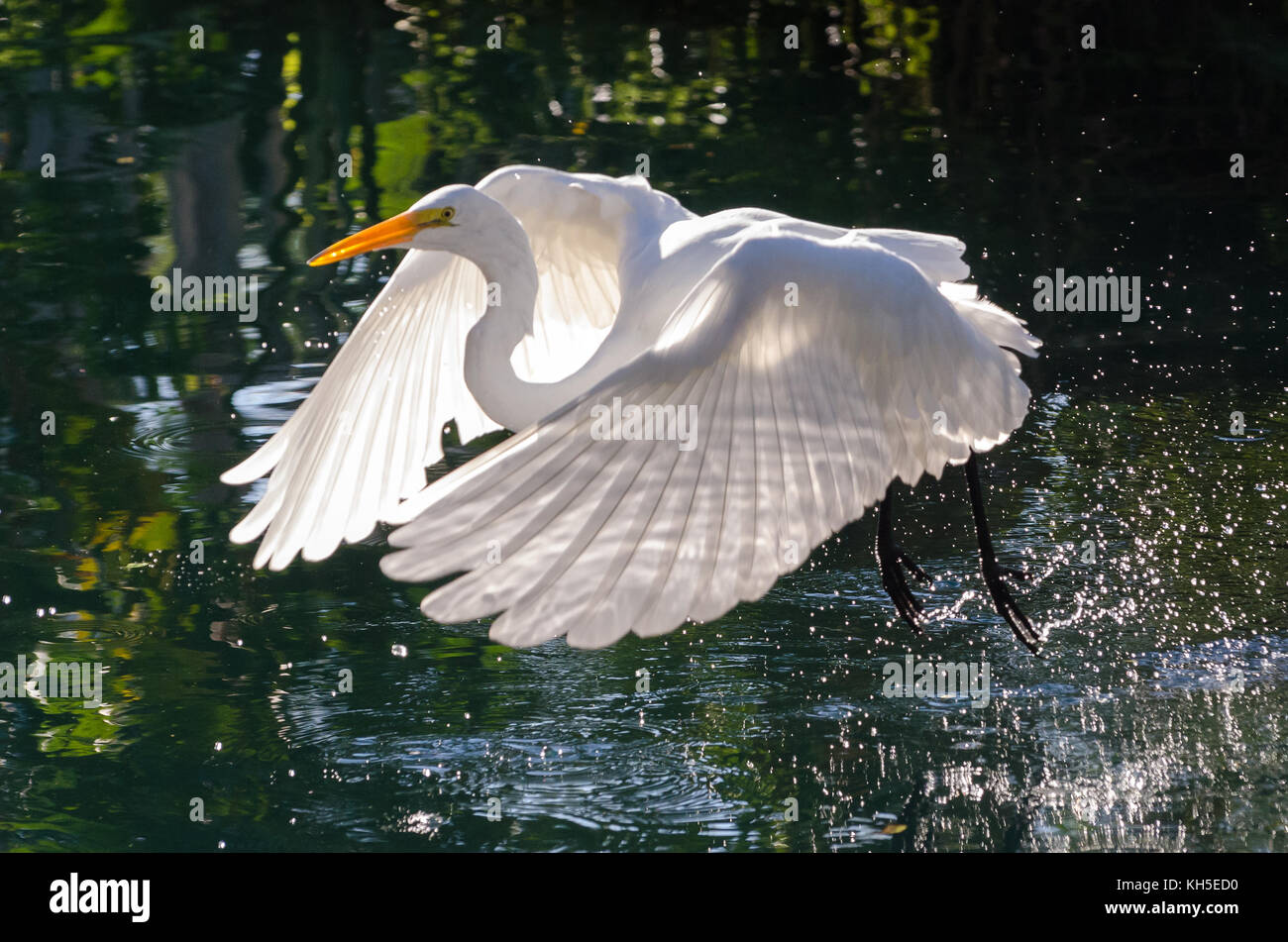 Great egret in flight Stock Photo - Alamy
