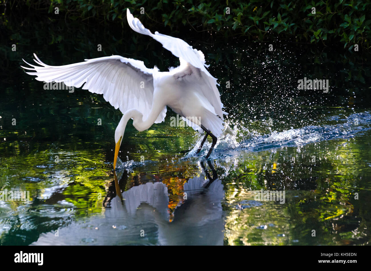 Great egret in flight Stock Photo - Alamy
