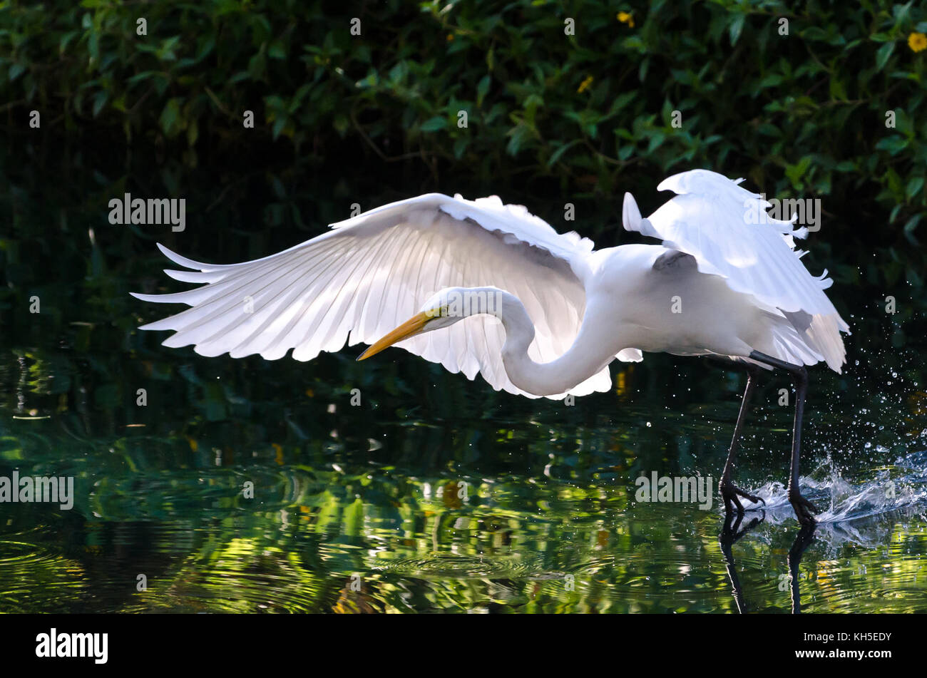Great egret in flight Stock Photo - Alamy
