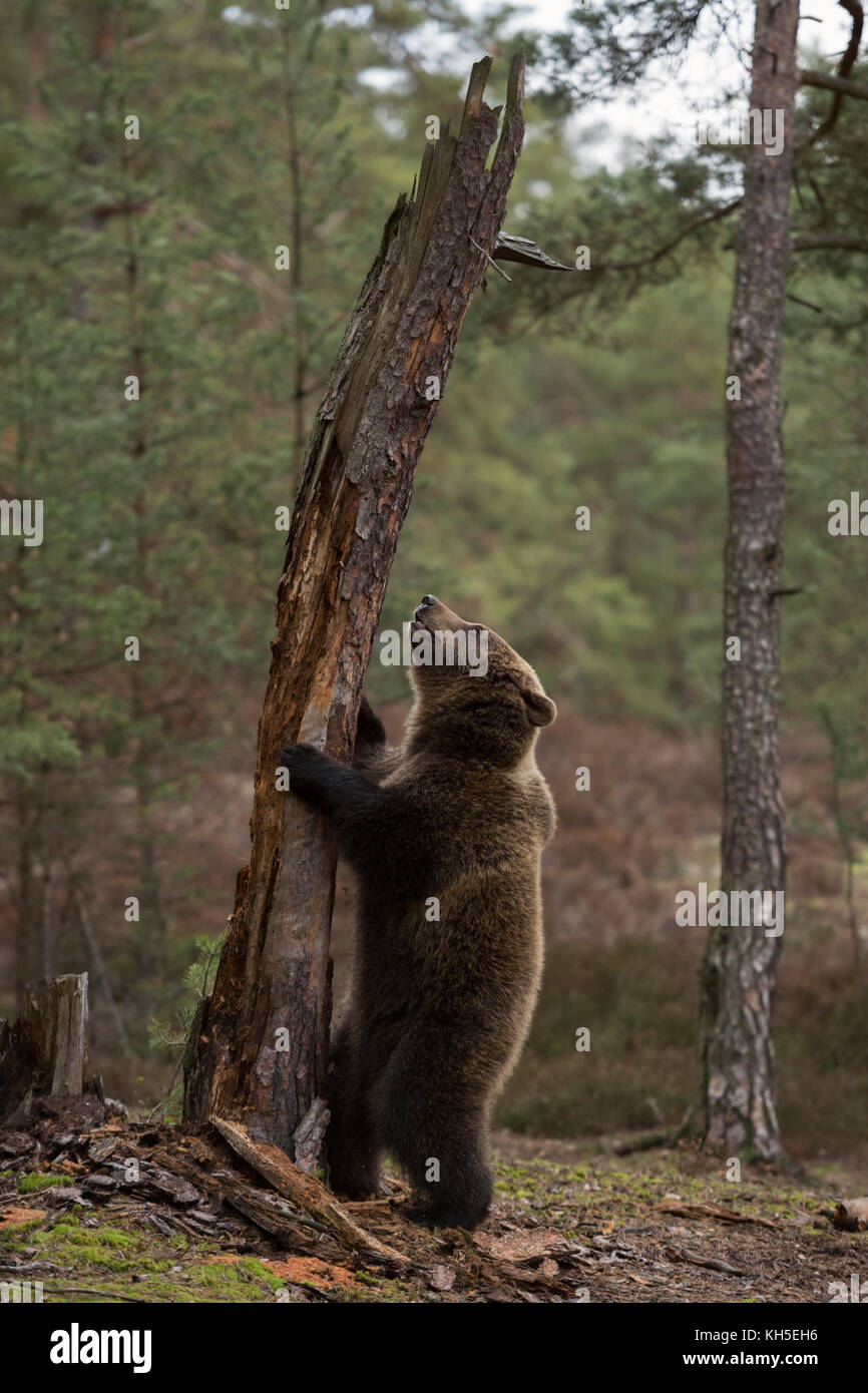 Brown bear standing up hi-res stock photography and images - Alamy