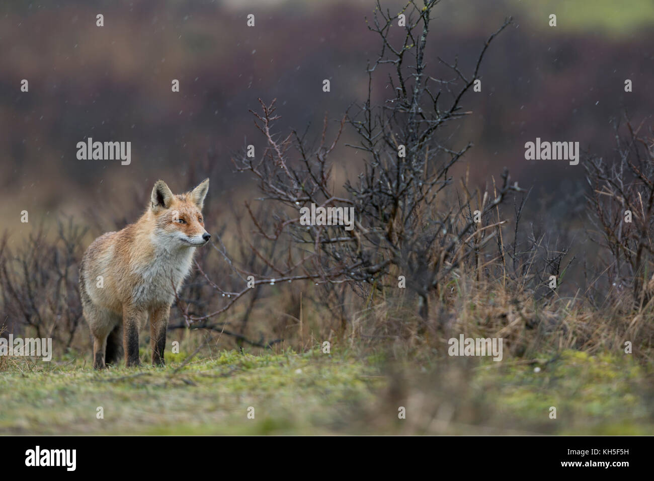 Red Fox / Rotfuchs ( Vulpes vulpes ) adult, hunting, standing in dunes ...