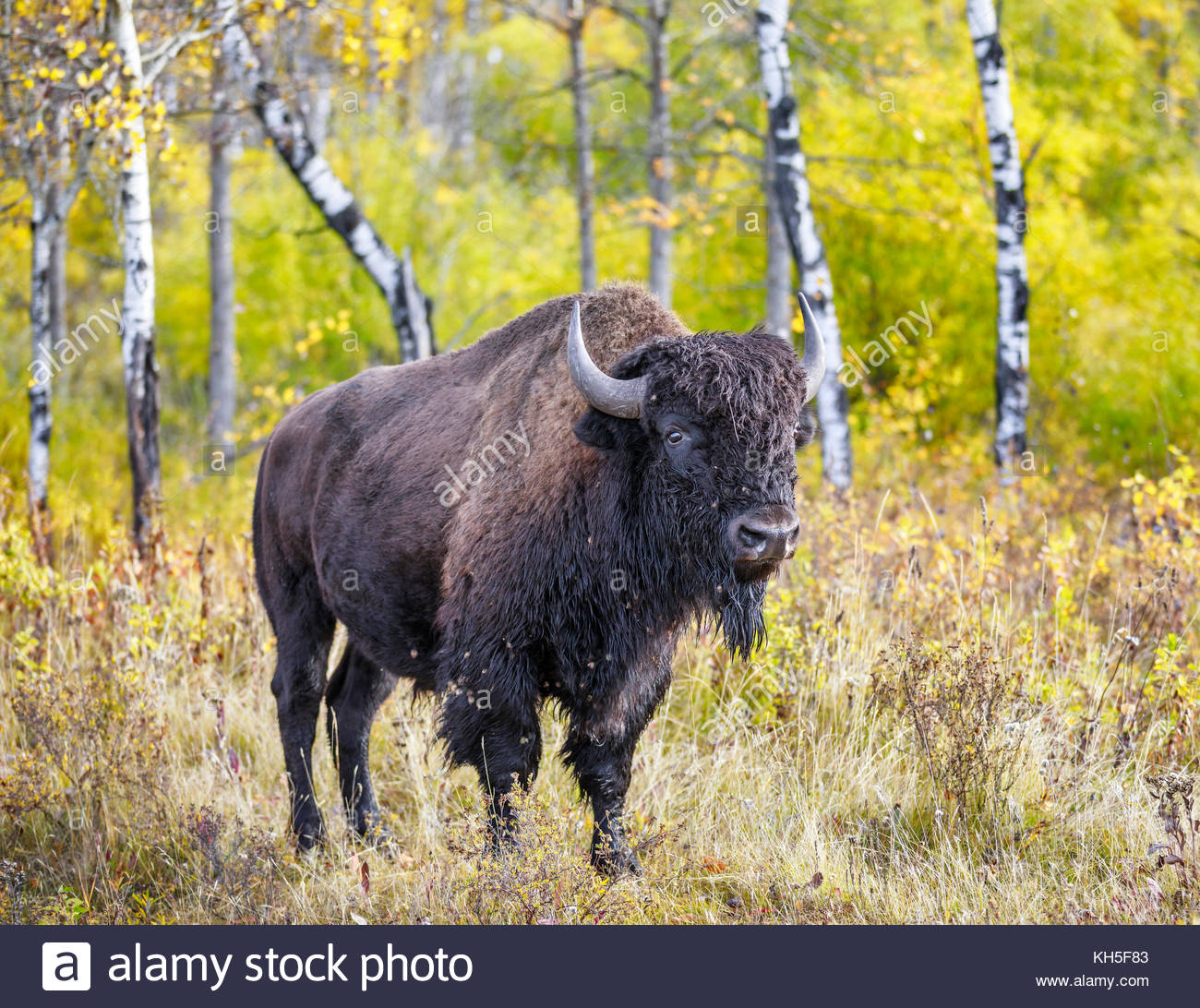 Buffalo Riding Stock Photos & Buffalo Riding Stock Images - Alamy