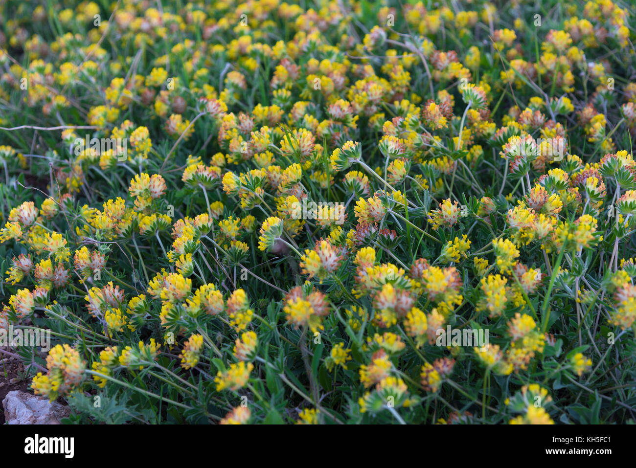 Yellow field flowers closeup Stock Photo - Alamy