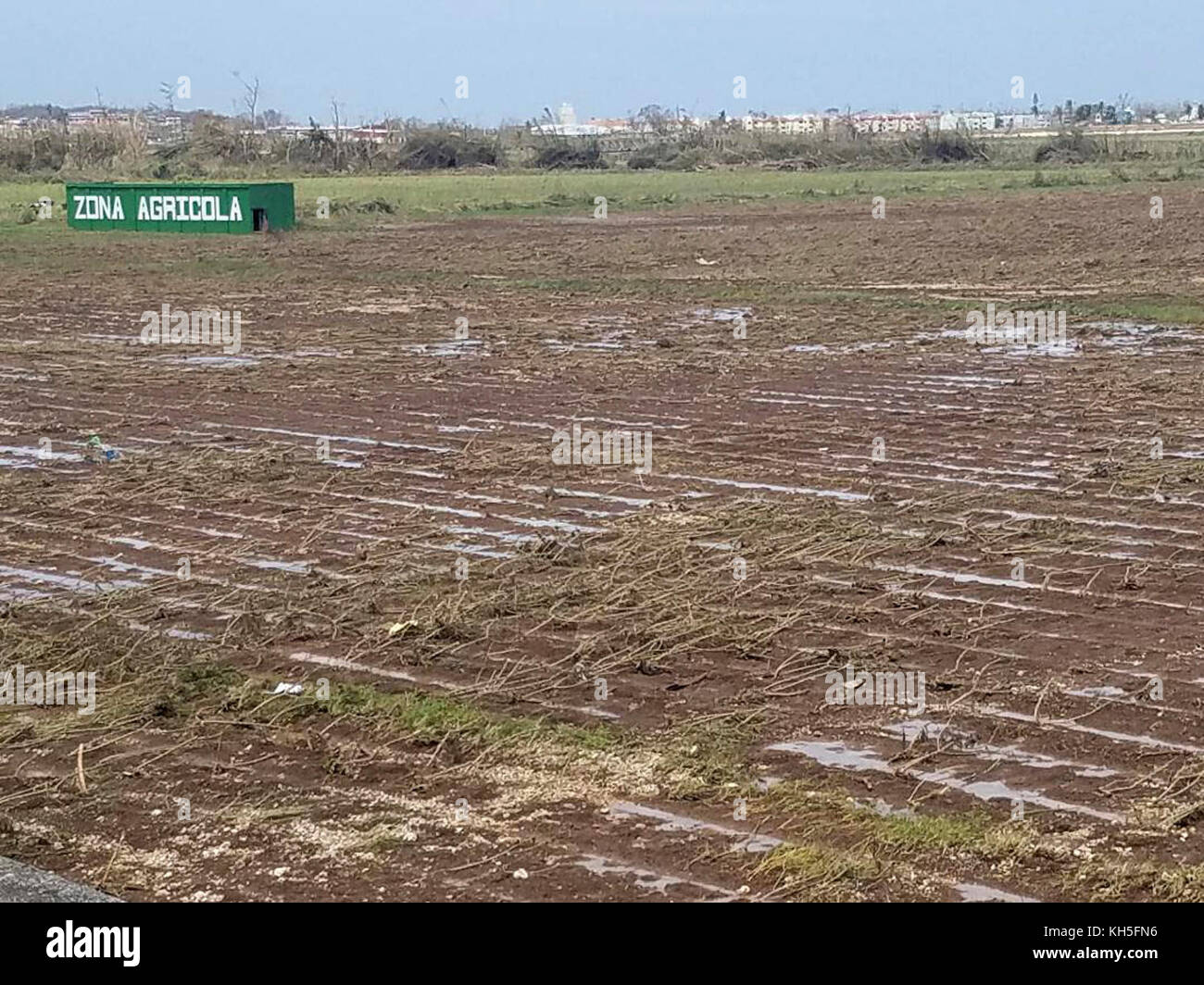 Hurricane maria crop damage hi-res stock photography and images - Alamy