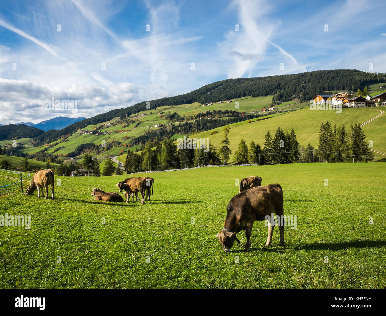 Alpine Landscape with Cattle and Cloud Trails Stock Photo - Alamy