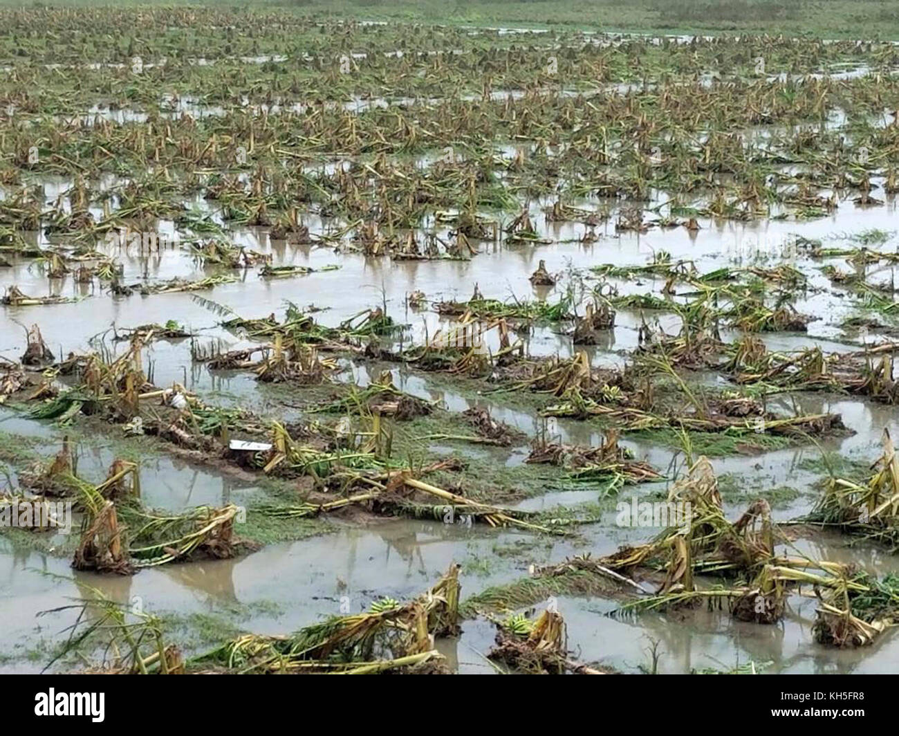 Hurricane maria crop damage hi-res stock photography and images - Alamy